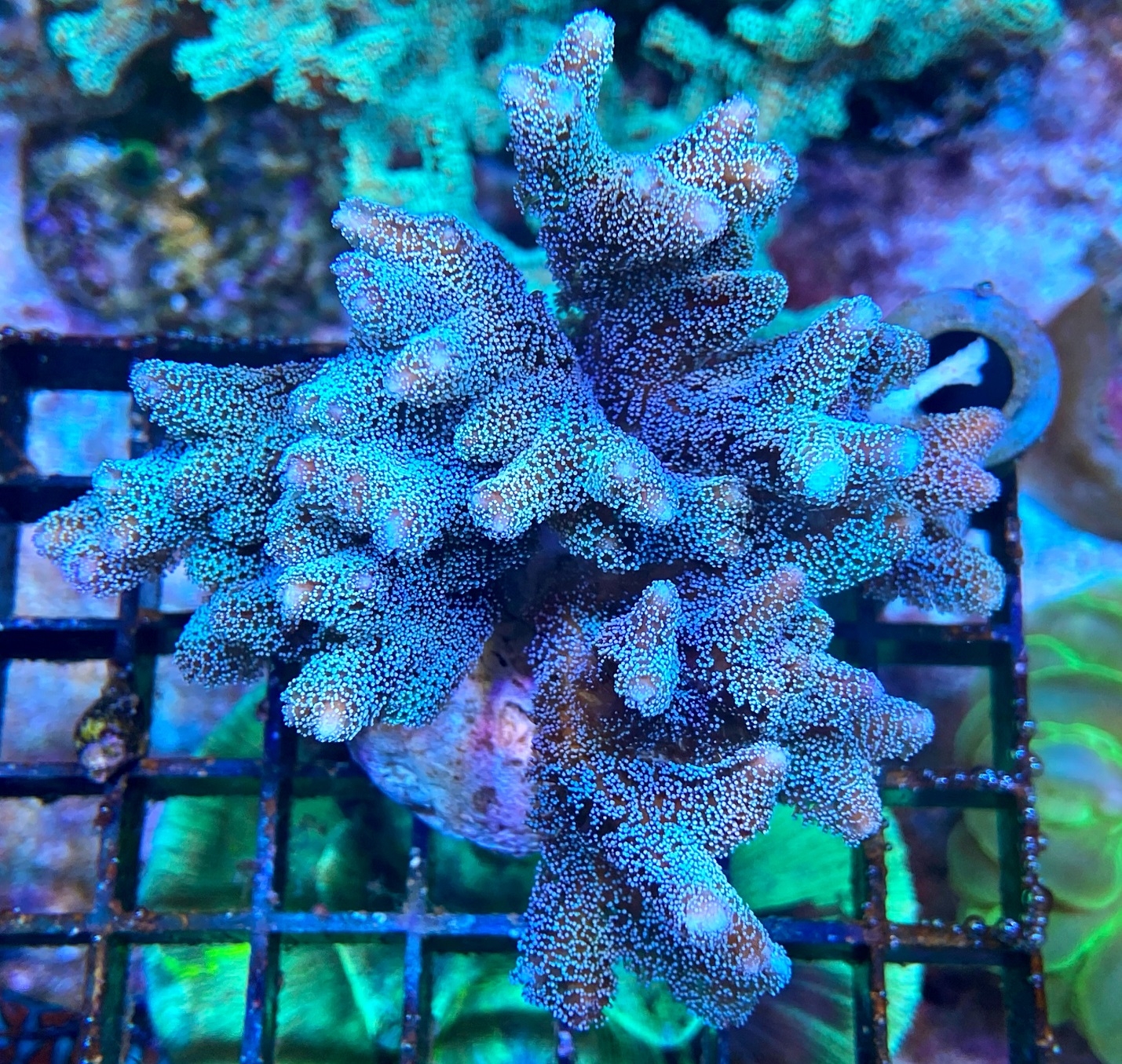 Seriatopora caliendrum Nadelkoralle - Silber - NZ | S | SW10116.4